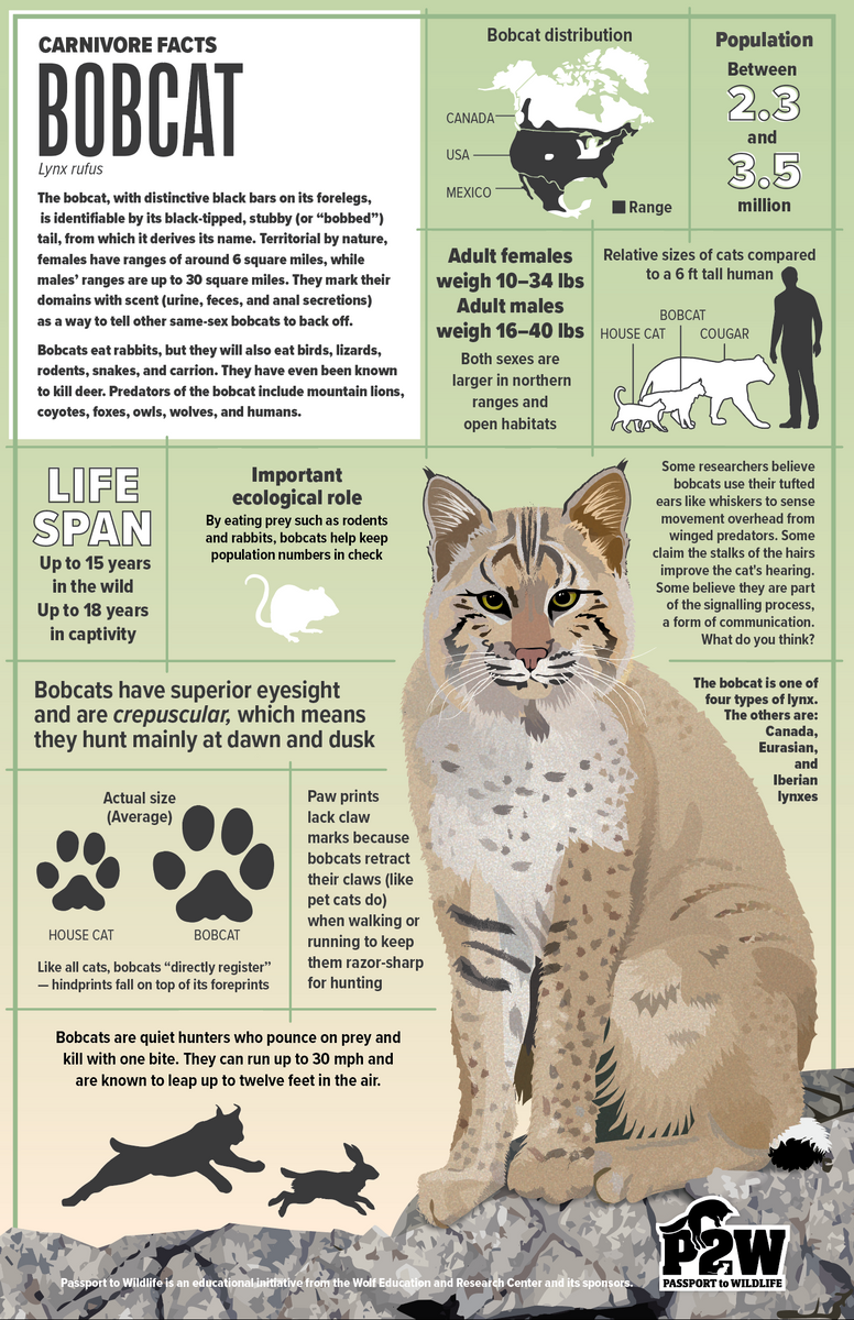 Bobcat 11x17 Poster – iWERC